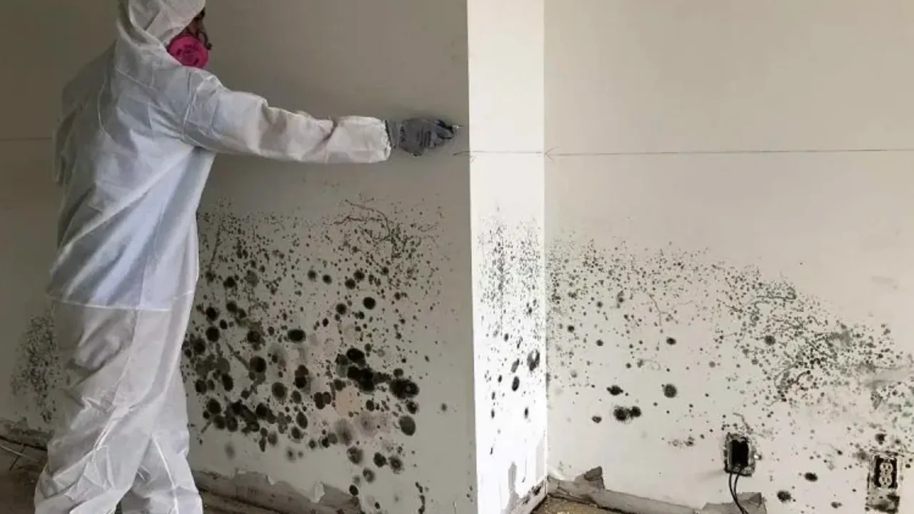 Mold-Related Respiratory Issues: Diagnosis and Treatment - Heal Cure